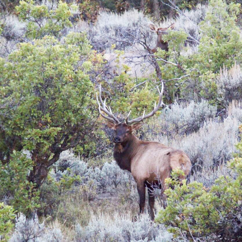 Wildlife – Wildcat Ranch