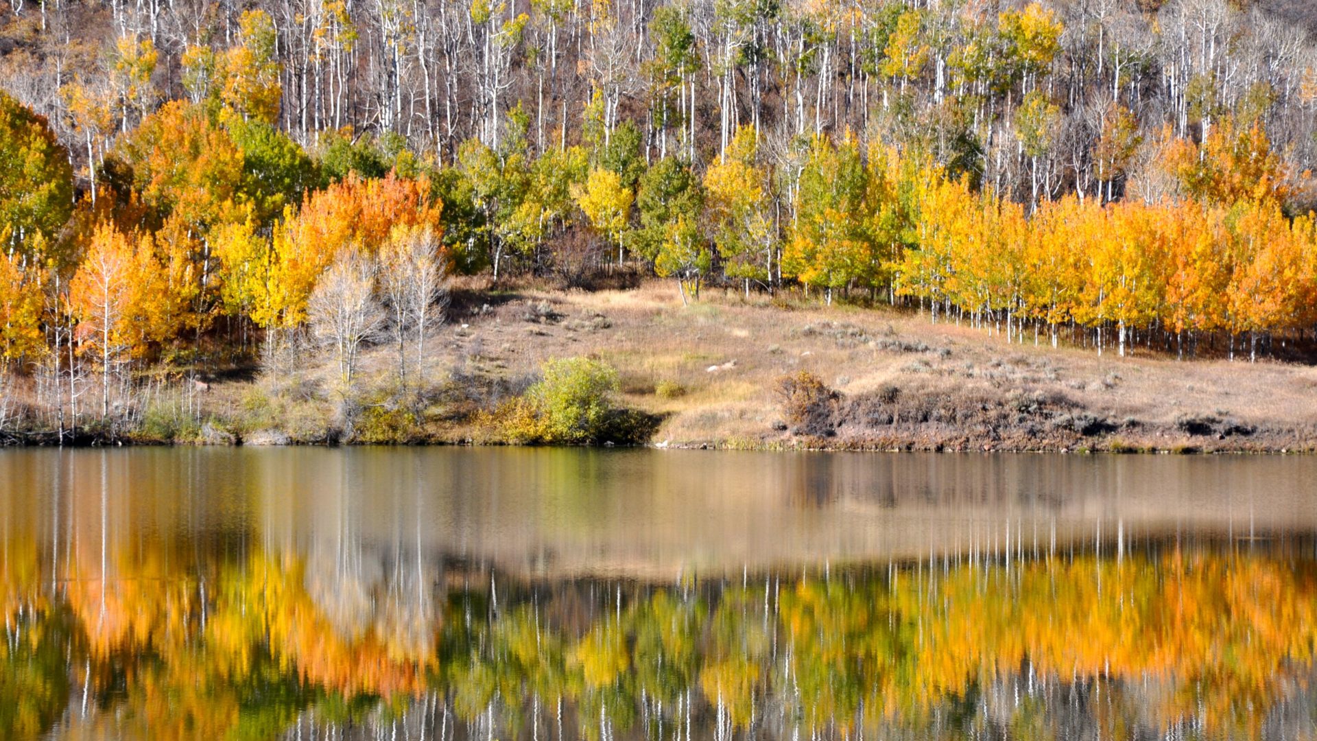 Gallery – Wildcat Ranch